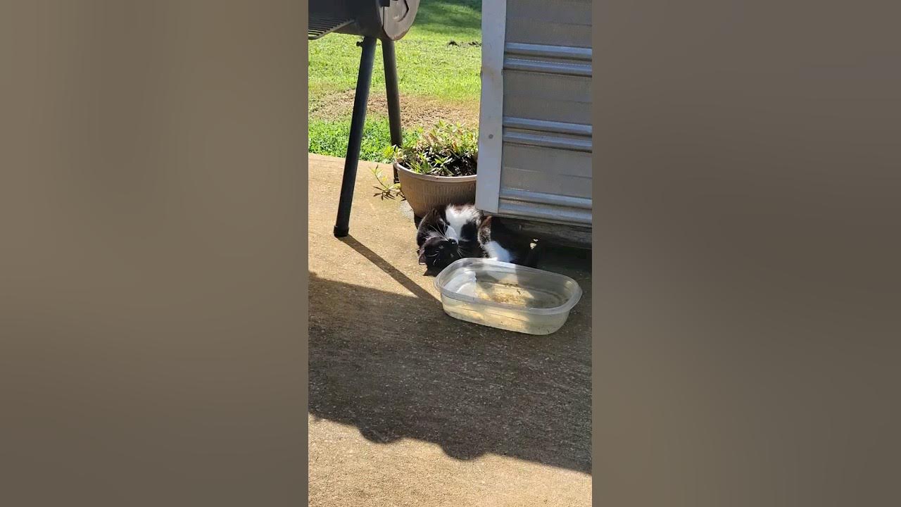 Tip has fell in love with the concrete today... it's better than catnip! - YouTube