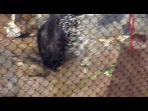 How to get a porky pine to open it sharp sticks - YouTube