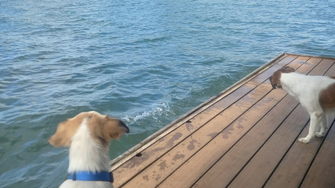 Dog Water Activities Compilation | Pipay & Milo - YouTube