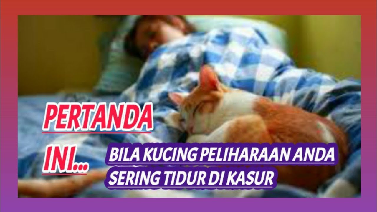 PERTANDA INI...BILA KUCING PELIHARAAN ANDA SERING TIDUR DI KASUR - YouTube