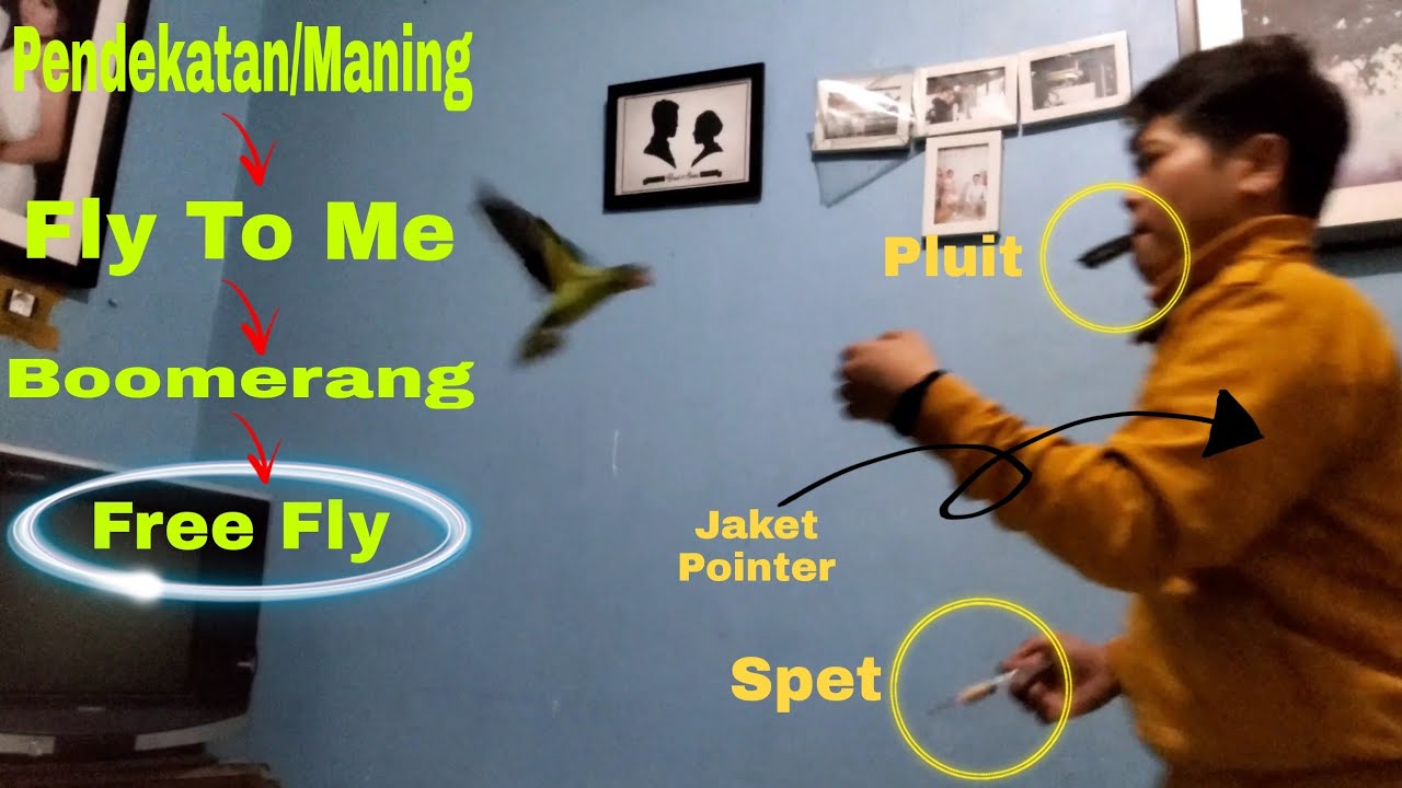 Proses Cara Melatih Burung Free Fly dari Nol,Burung Betet Sumatra ...