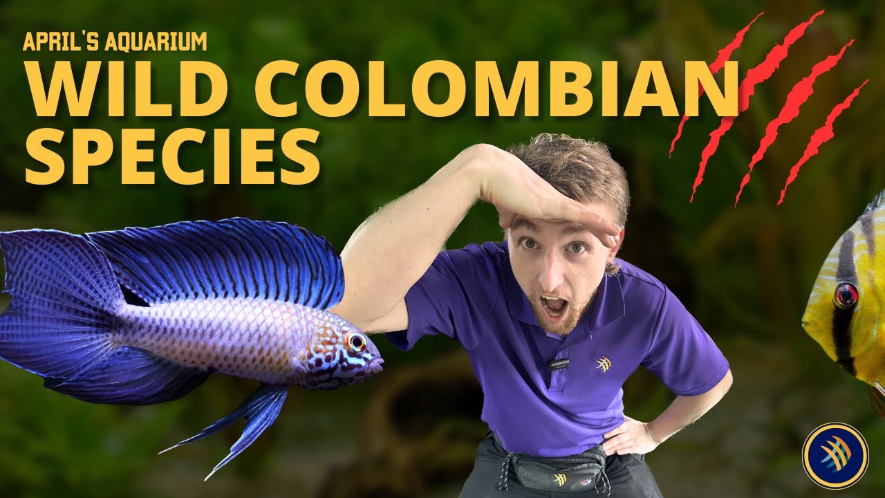 Standout Species: Wild Colombian Fish - YouTube
