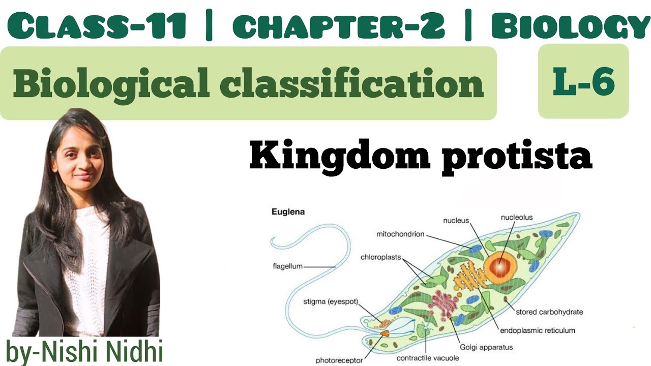 kingdom protista | Biological classification by Nishi nidhi| class-11 ...