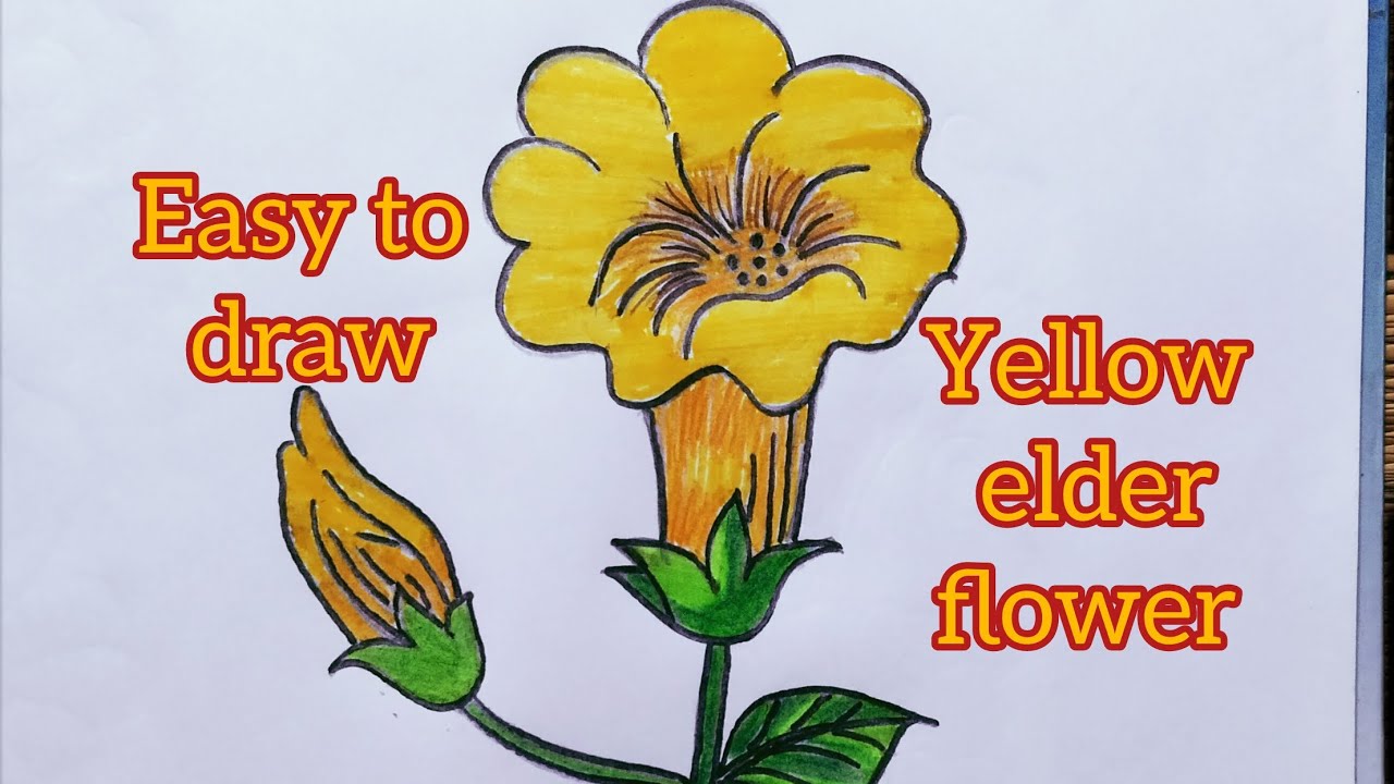 KANER FLOWER DRAWING ll YELLOW ELDER FLOWER DRAWING ll - YouTube
