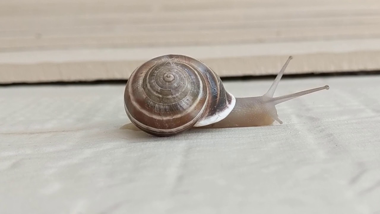 Snail hiding in his shell - YouTube