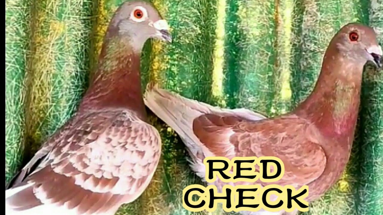 One Pair Racing Pigeon Red Check / RC Colour - YouTube