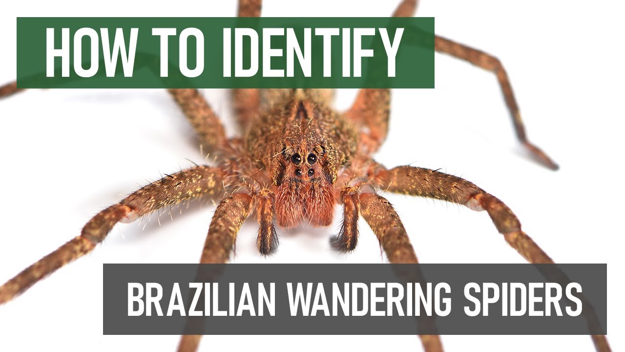 Brazilian Wandering Spider Bite Effects