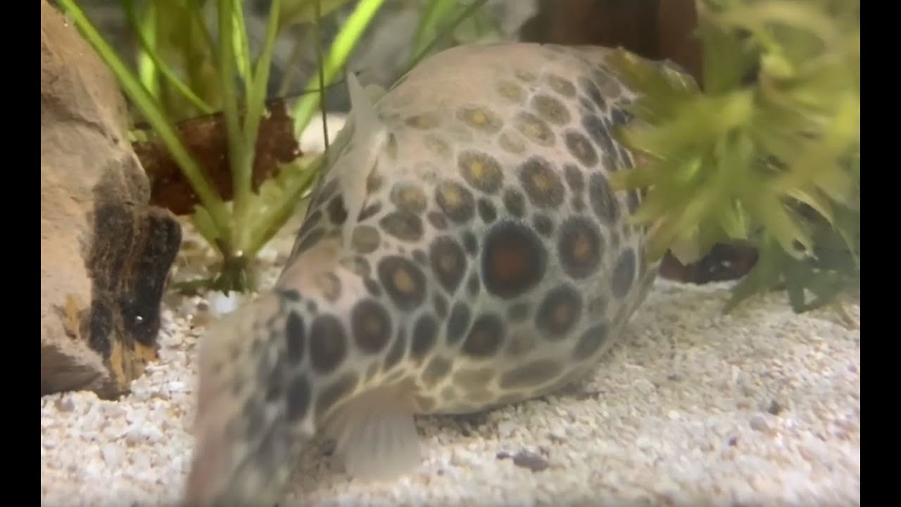 pao abei (red spotted puffer) sleeping - YouTube