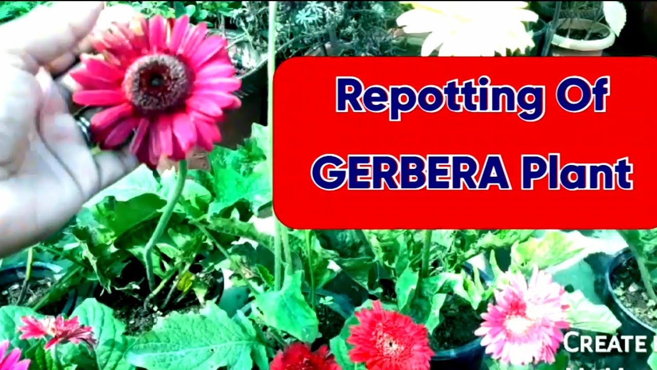 126.👉🌿How To Repot Gerbera Plant || Best Soil Mixture 💥🌿 - YouTube