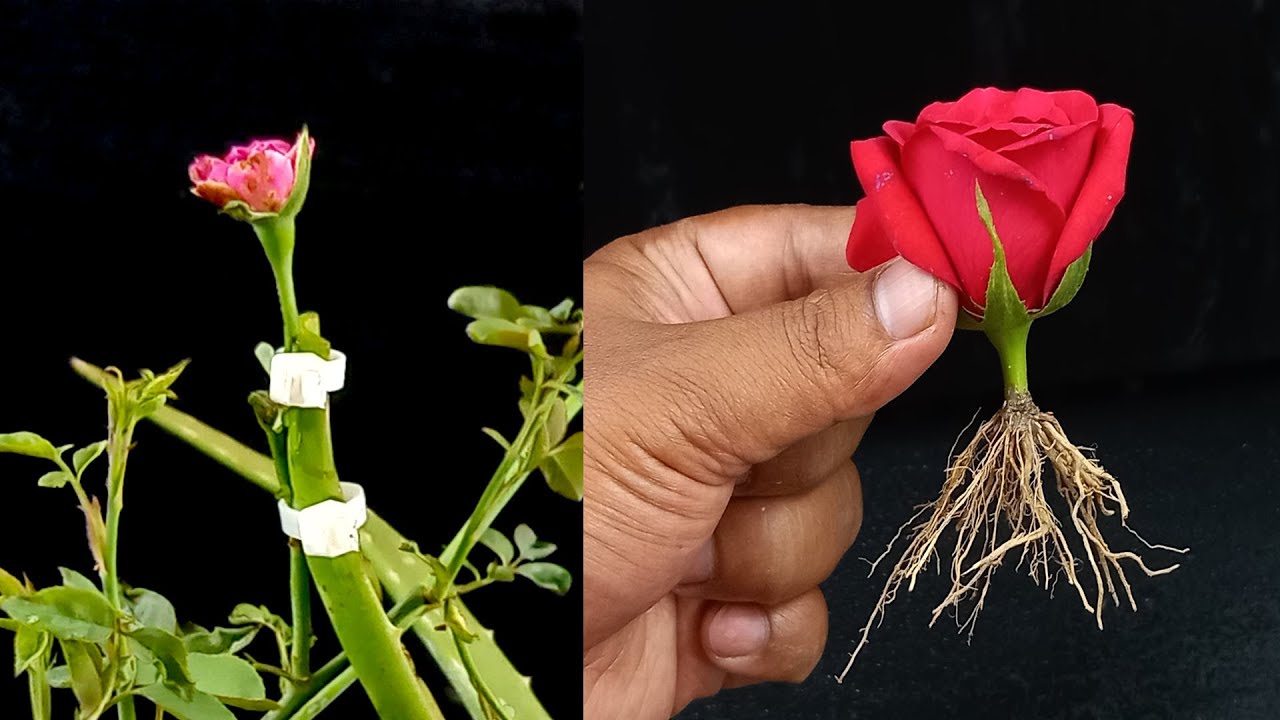 Grafting Rose Flower bud in Aloe vera | Yellow Rose propagate from ...