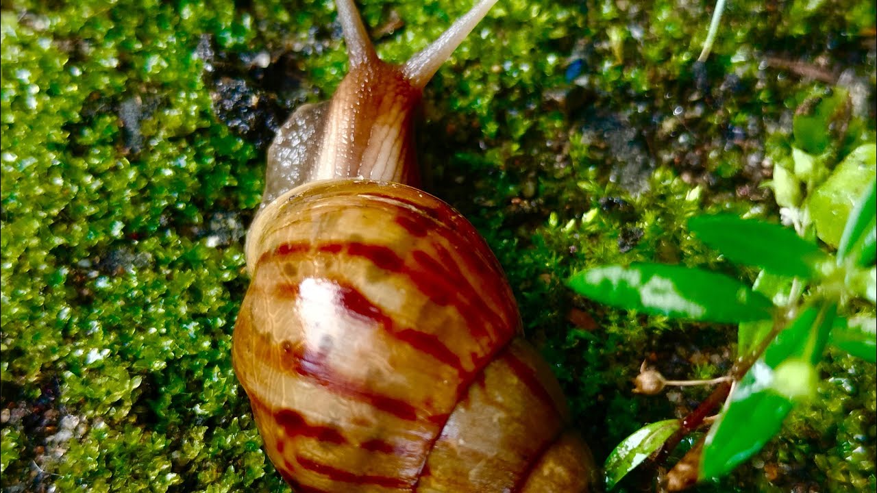 Snail Animal hewan bekicot siput - YouTube
