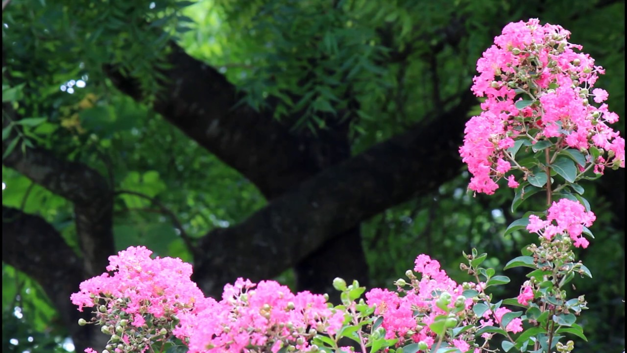 HD Video background of flower and (greenery-texture) - YouTube