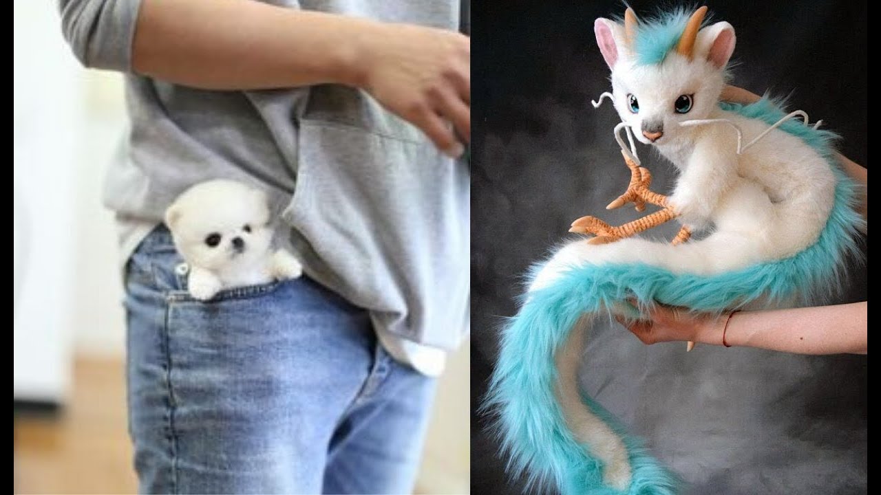 💗Aww - Funny and Cute Animals Compilation 2020💗 #17 - CUTE ANIMALS MS ...