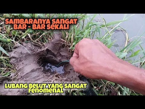 Mancing belut di sawah ketemu lubang belut monster yang sangat fenomenal || eel fishing