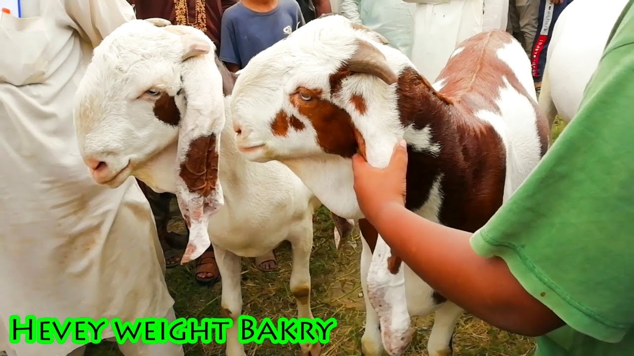 Heavy Weight Bakra Show Faisalabad | Bakra mandi Punjab | at ...