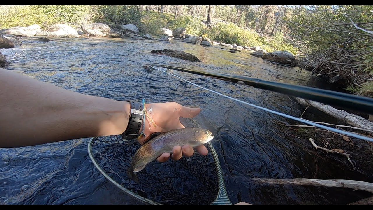 Fly Fishing Middle Fork of the Stanislaus River near Pigeon Flat Campground - YouTube