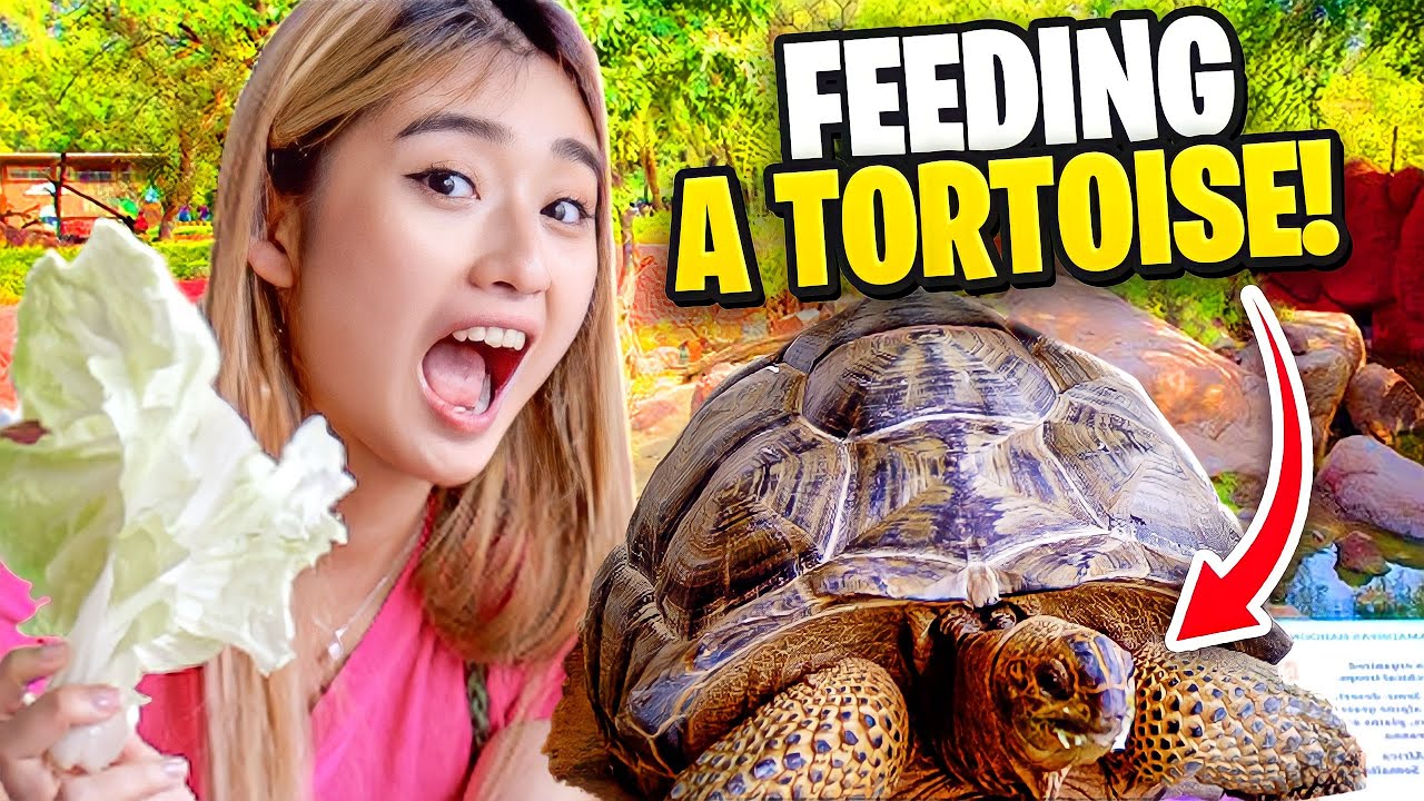 My 3 Year Old Daughter Meets The OLDEST Tortoise in Singapore - YouTube