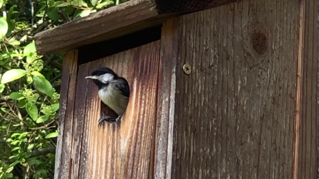 Fledgling Carolina Chickadee 2 - YouTube