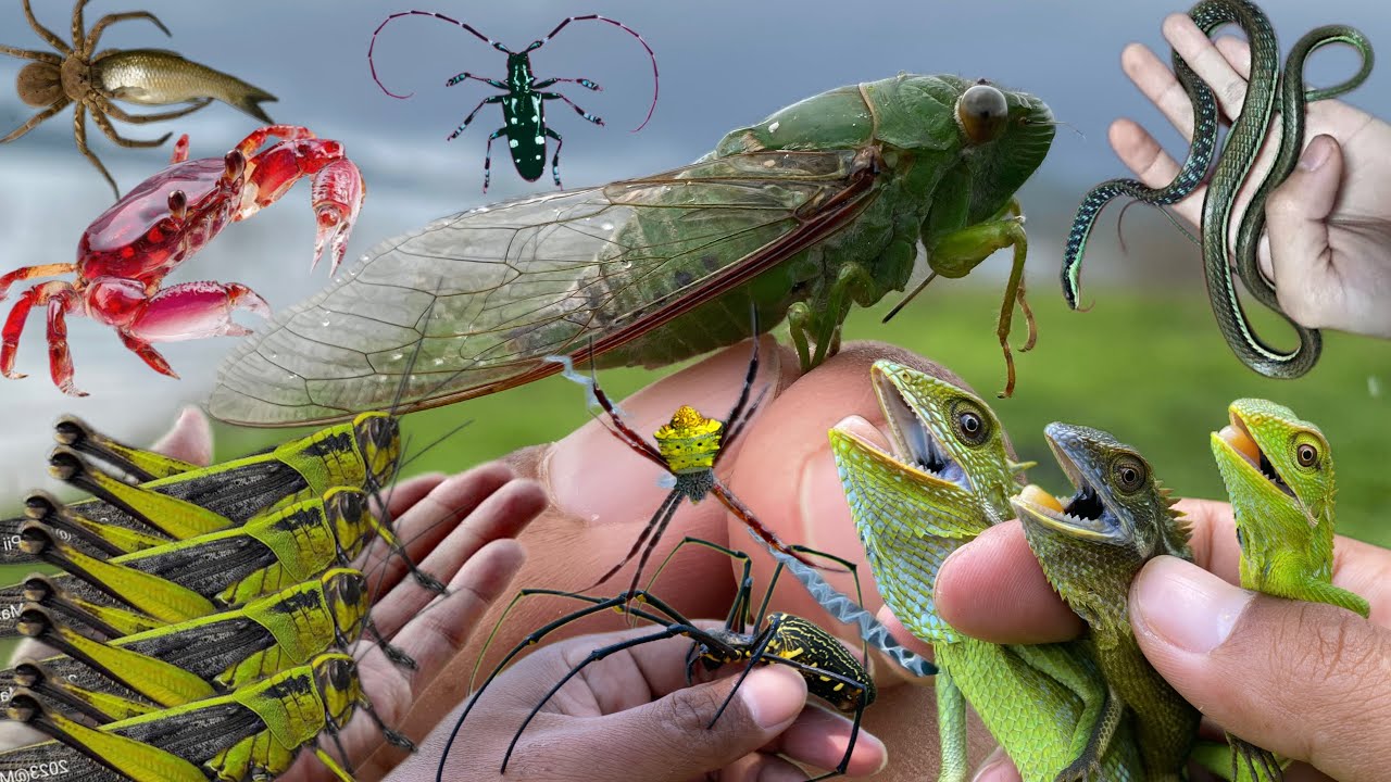 Chasing the Long Jumper: A Grasshopper Catching Adventure - YouTube