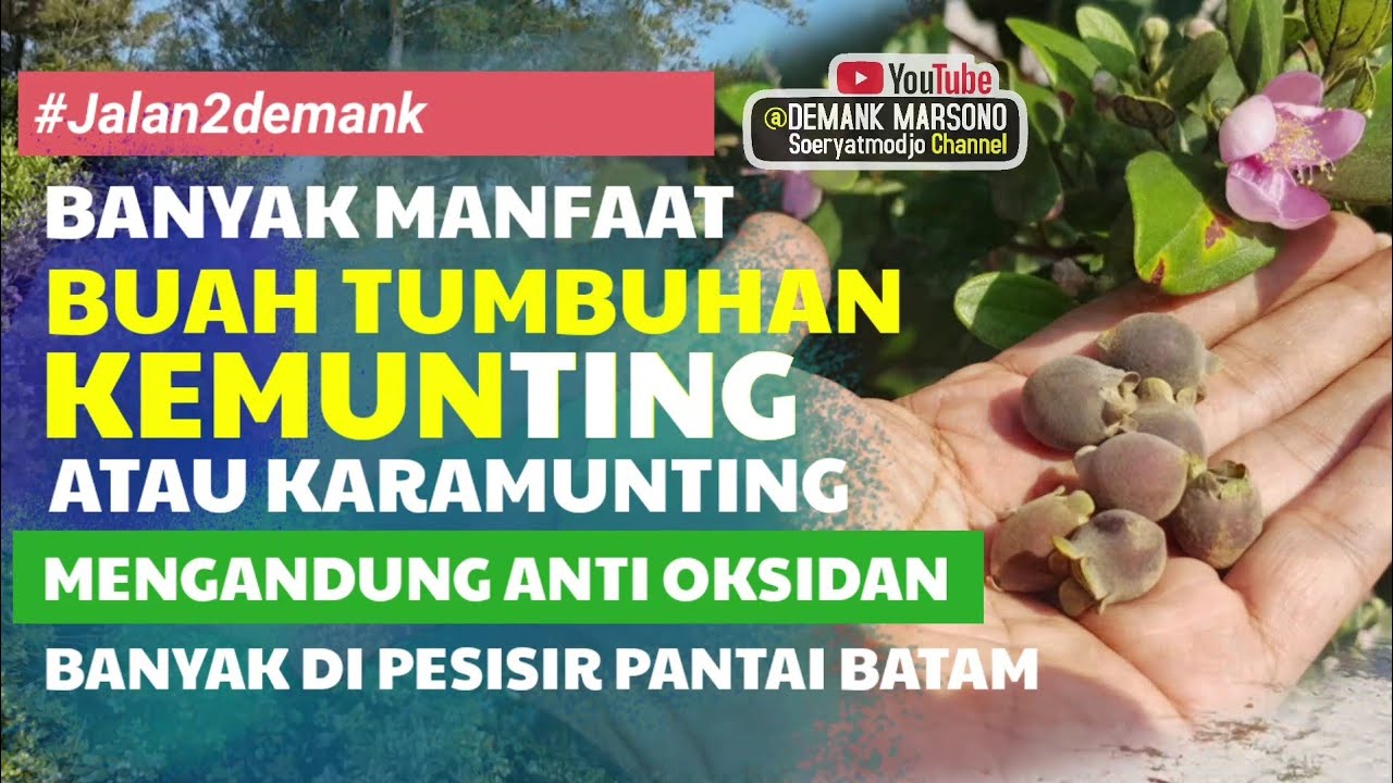 Buah Kemunting