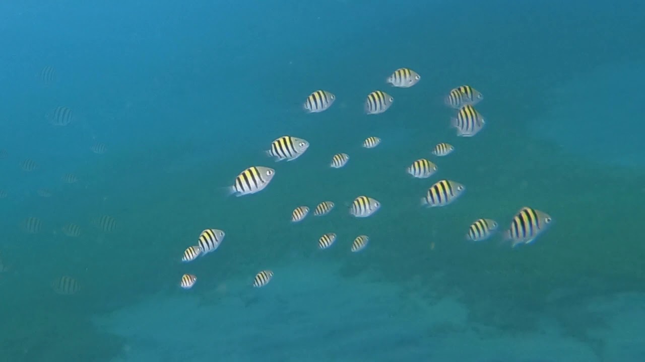 Martinique snorkeling Poissons alevins HD 720p - YouTube