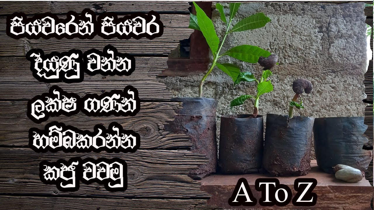 Kaju wagawa sinhala | How to grow cashew plant at home | සල්ලි ...