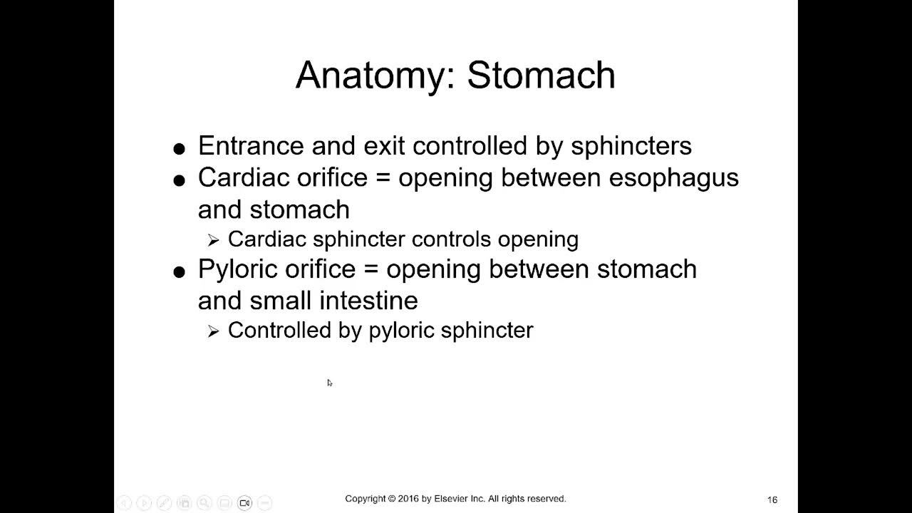 Alimentary Canal part 1, Esophagus and stomach. Terms, anatomy, exam ...