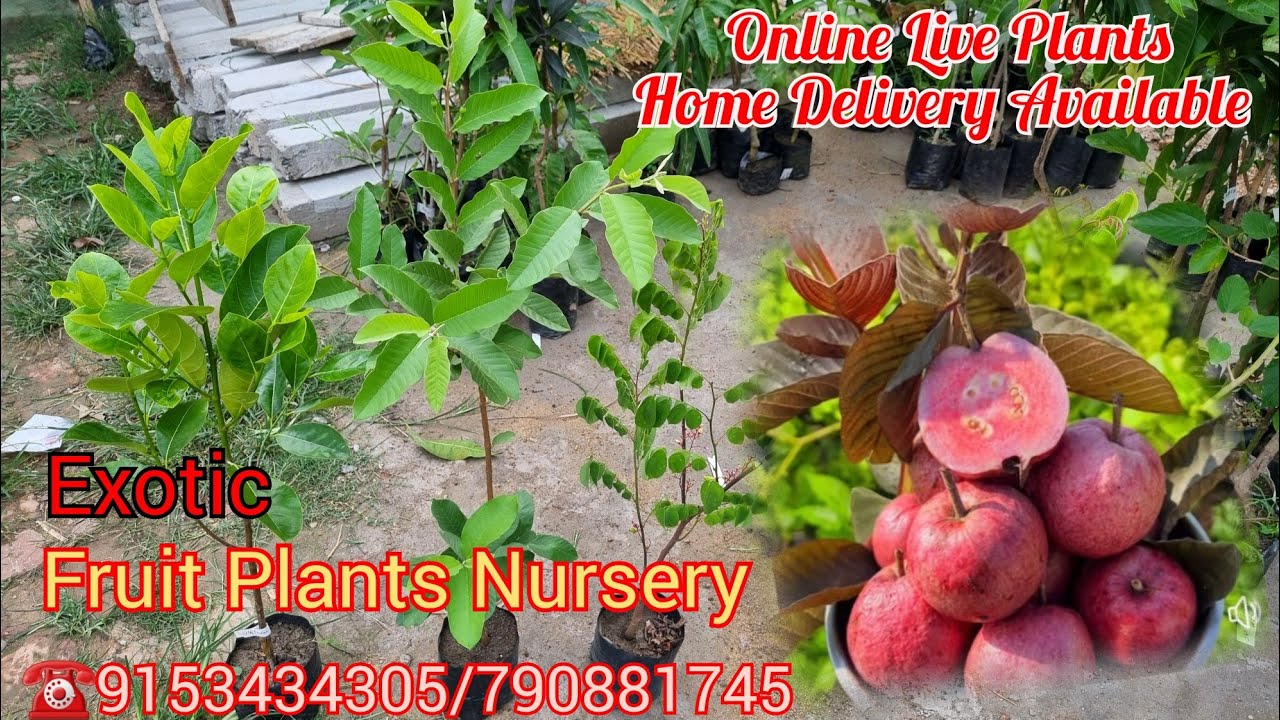Online Live Plants Nursery Home Delivery Service Available - YouTube