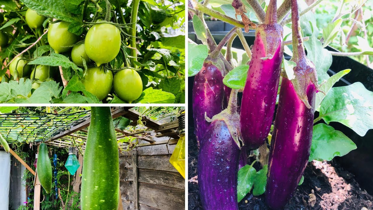 Bangladeshi Vegetable Garden