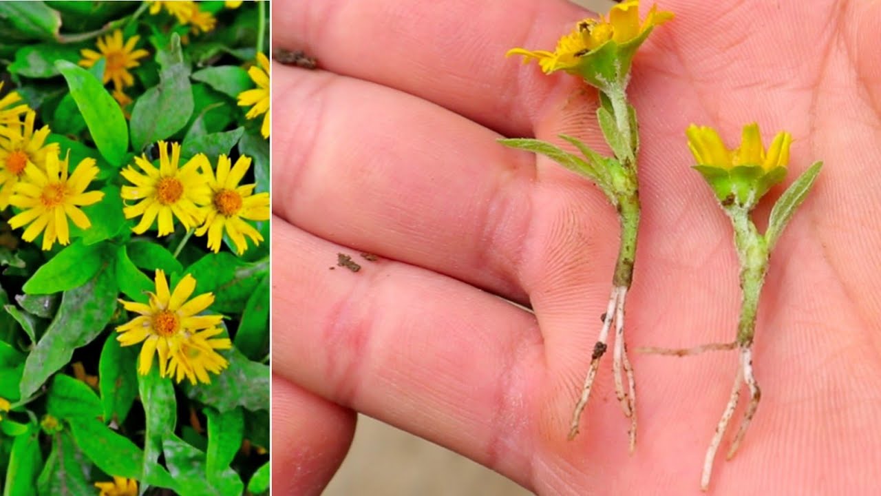 How to grow daisies from flower buds - YouTube