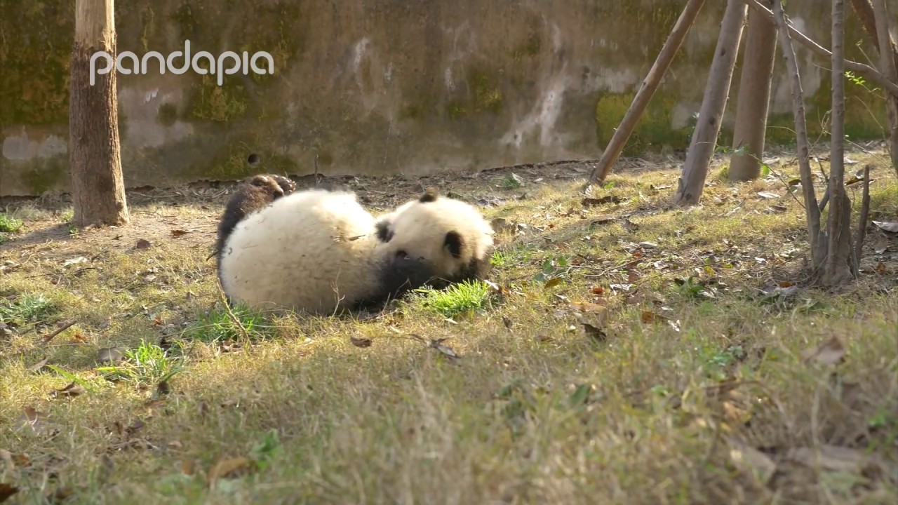Baby pandas fighting - YouTube