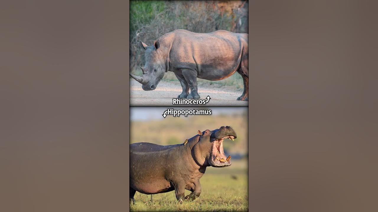 Rhinoceros Vs Hippopotamus #shorts #animals - YouTube