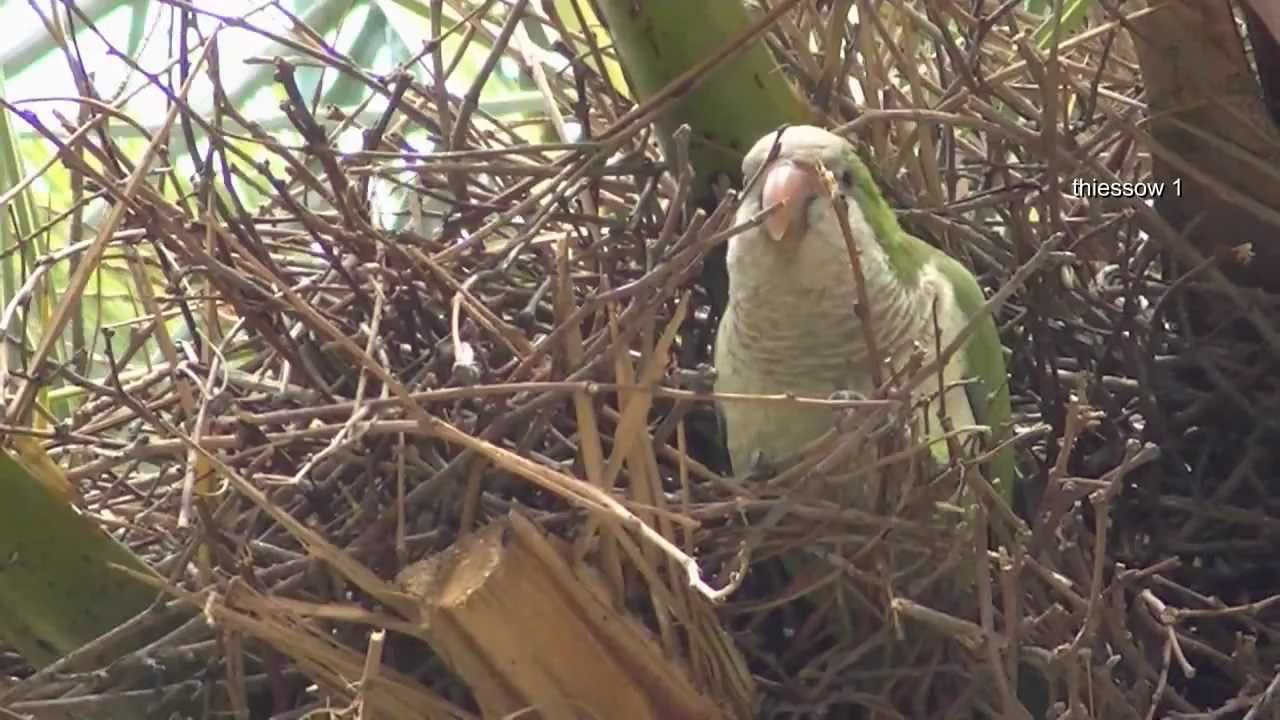 Papageien beim Nestbau und Kuscheln Parrots breeding.wmv - YouTube