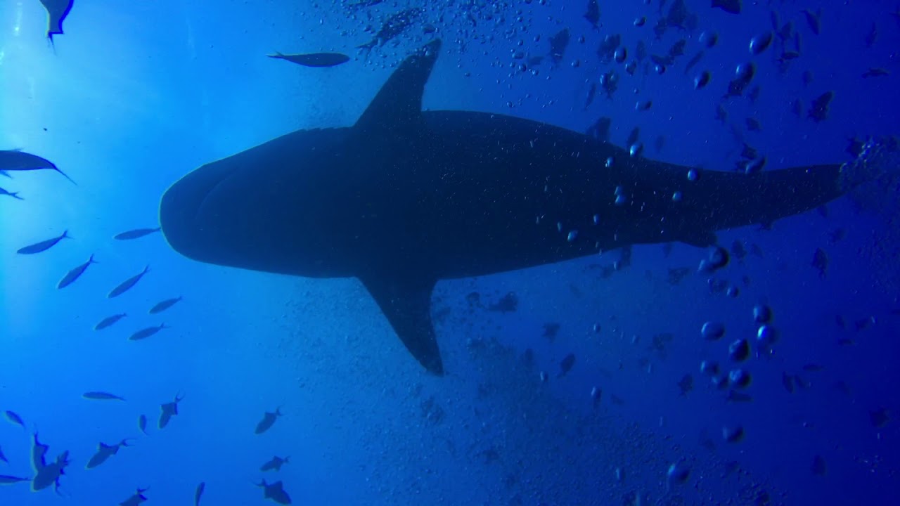 Tiger shark swimming above - YouTube