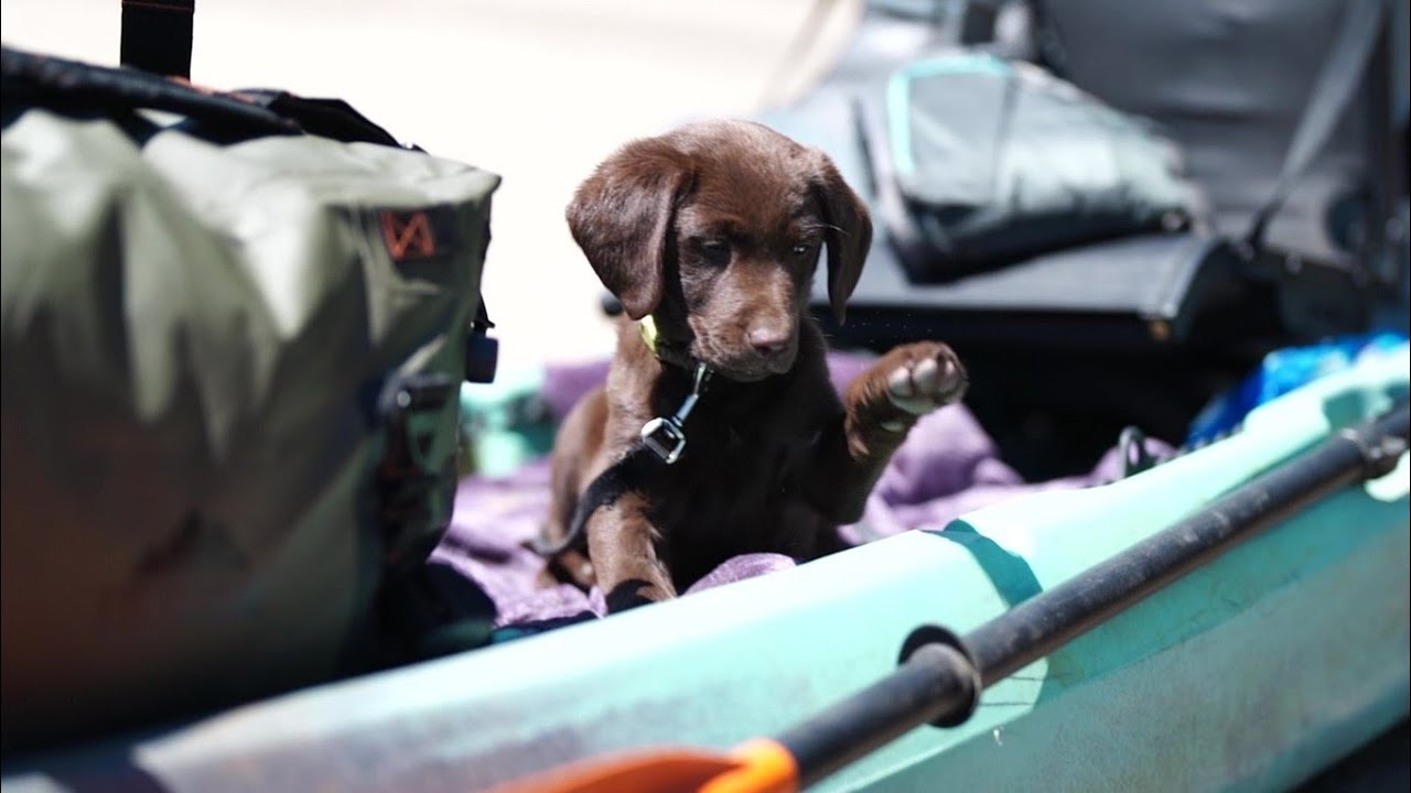 Chocolate Lab Puppy's First Kayaking Adventure - YouTube