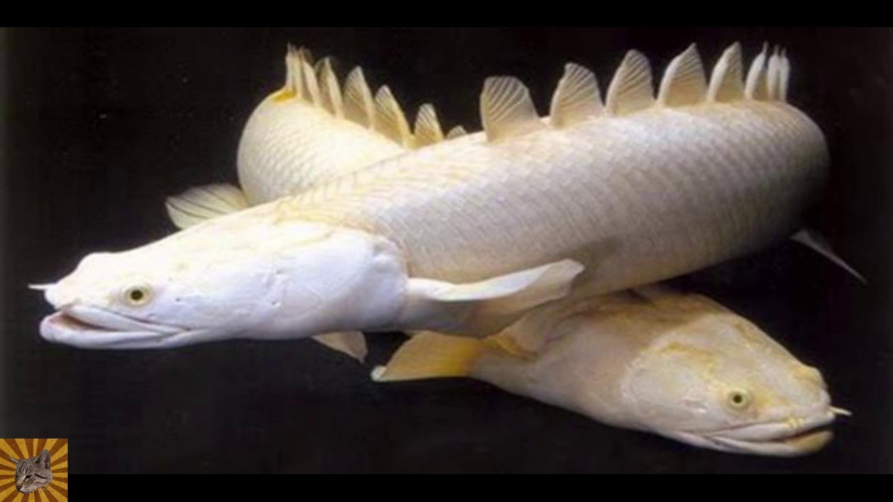 El pez sierra africano (Polypterus senegalus) - YouTube