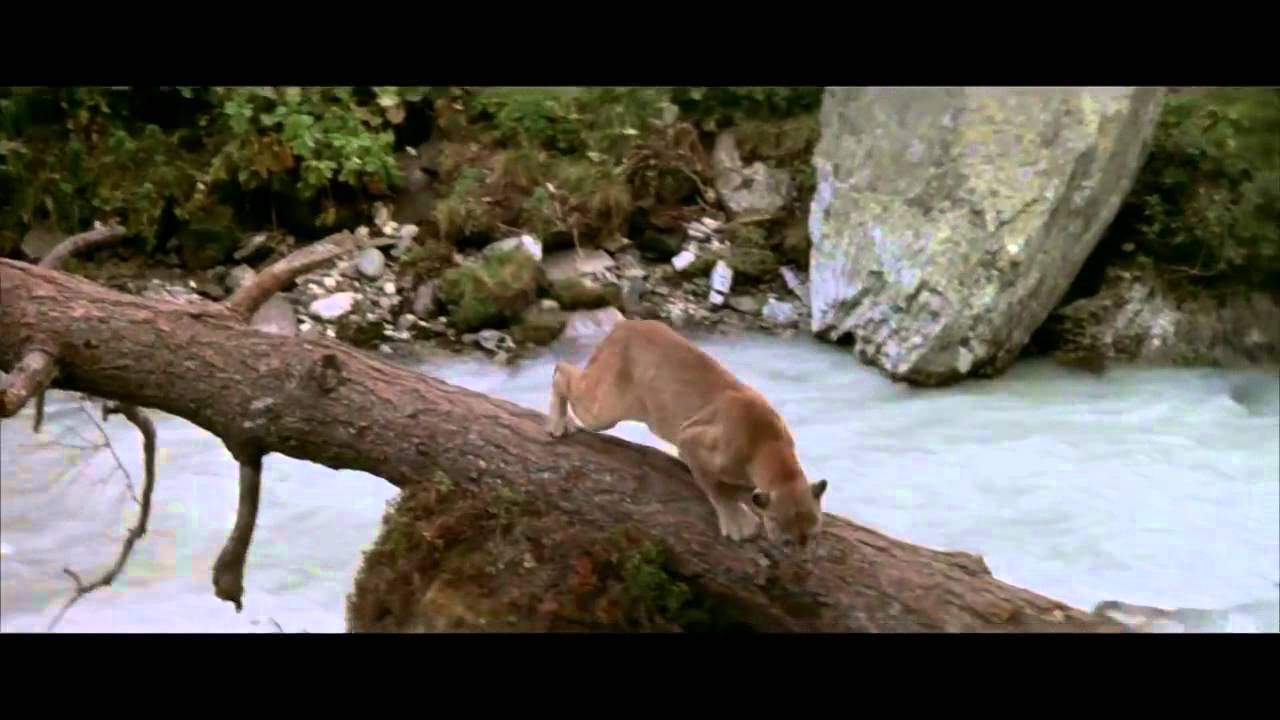 Survive in Wildlife - YouTube