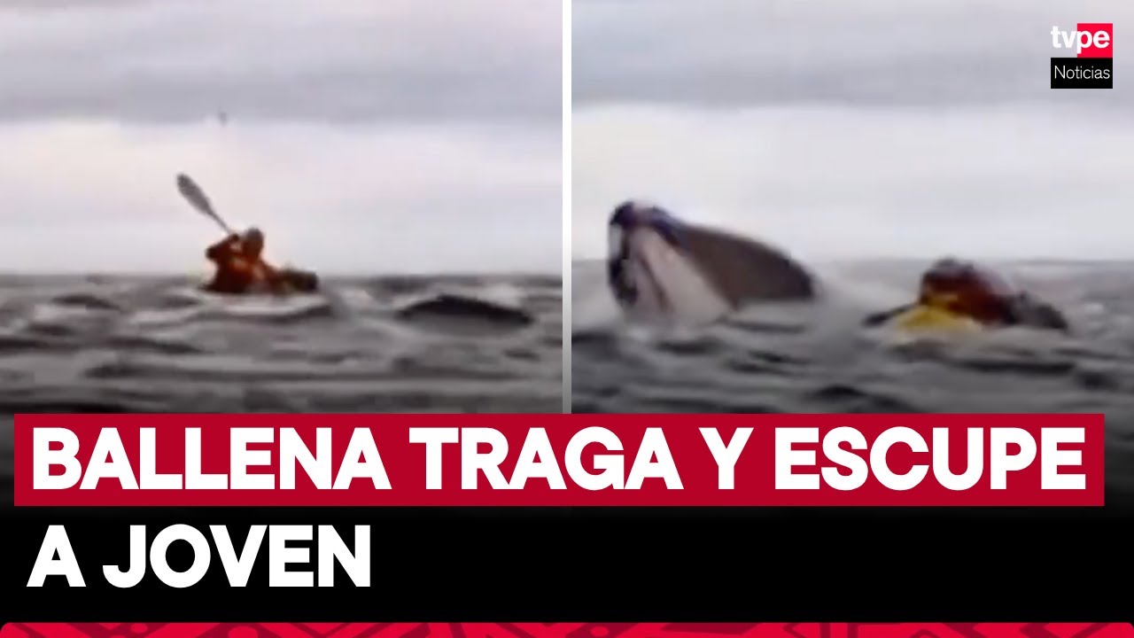 El impactante video de una ballena que traga y escupe a un hombre que navegaba en kayak en Chile ...