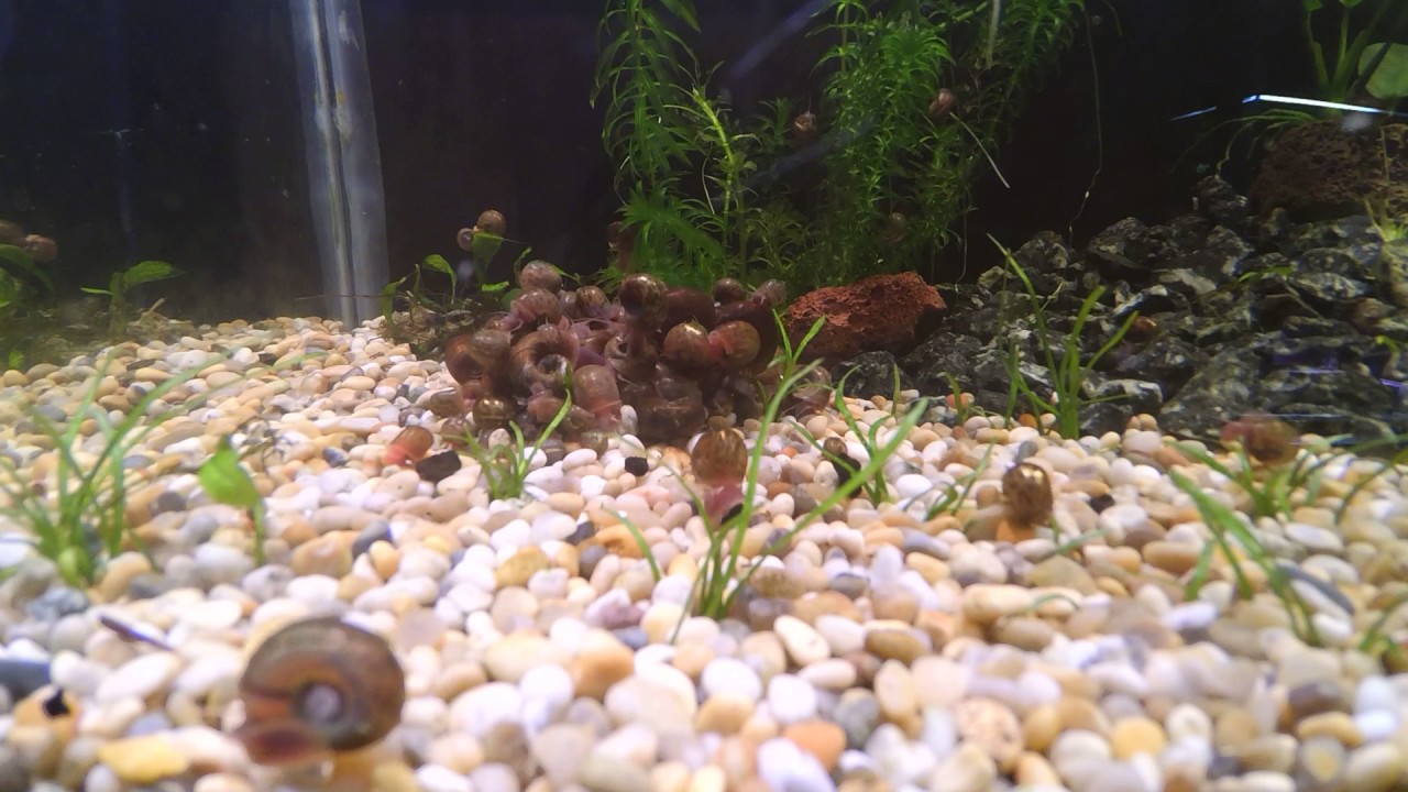 Ramshorn snail feeding timelapse - YouTube