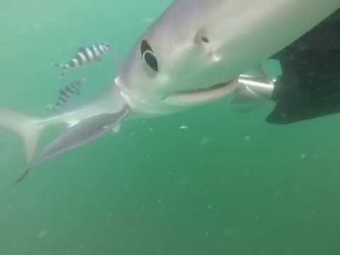 My friendly shark - YouTube