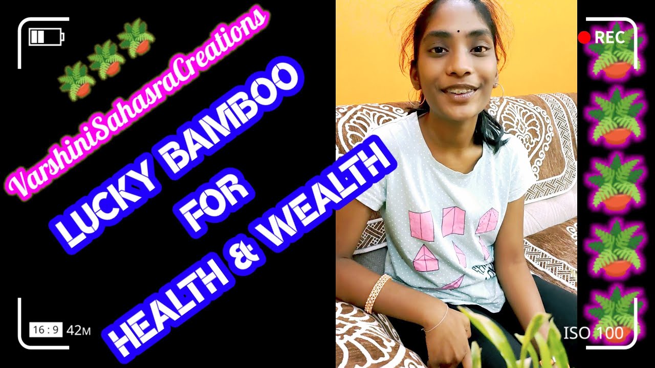 Lucky Plant ☘️ Healthy Plant ☘️ Wealthy Plant ☘️ 3 Major Benefits of ...