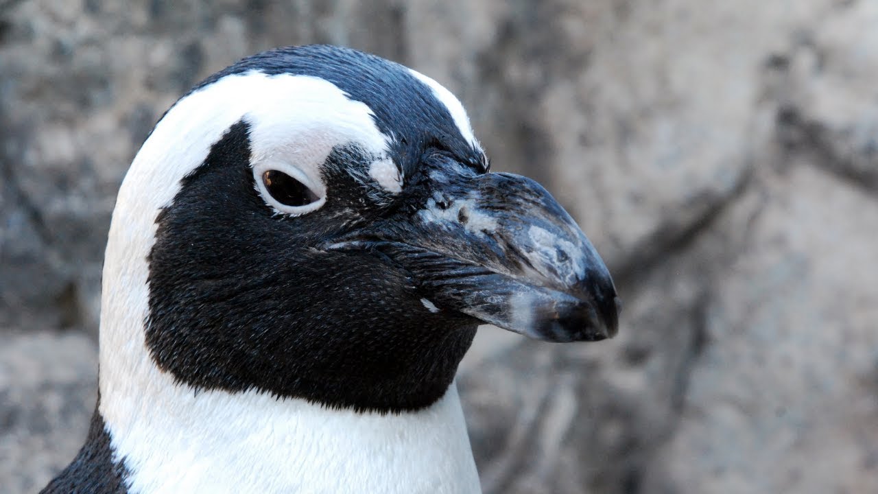 Five Facts About African Penguins You May Not Know YouTube five-facts-about-african-penguins-you-may-not-know-youtube