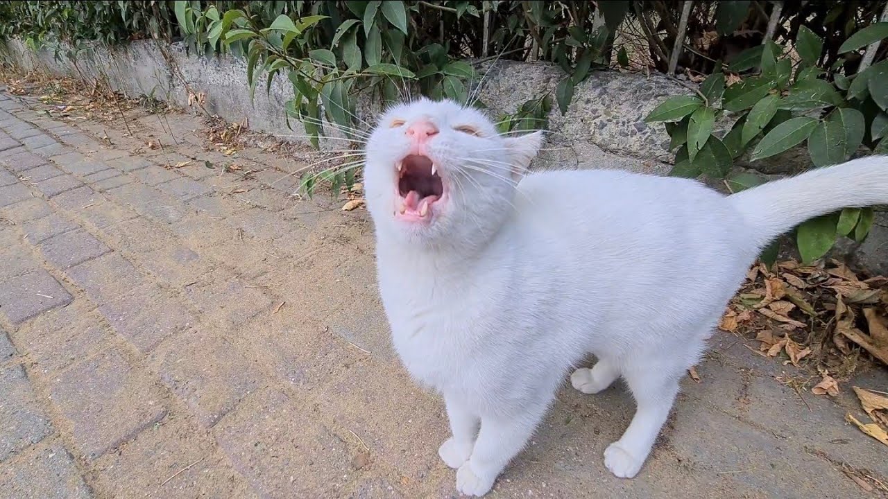 The Angry White Cat didn't know which one to beat when she was among 10 ...