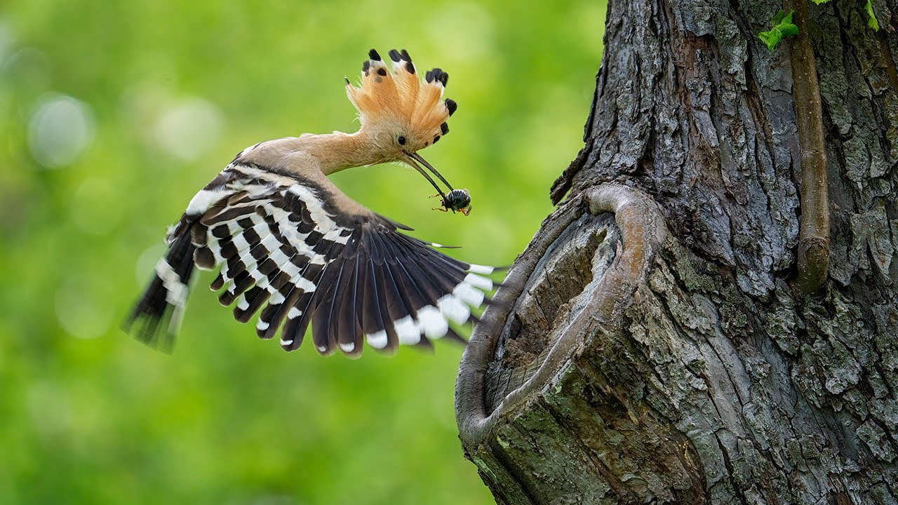 Nature Impression | Dudok chochlatý | Eurasian hoopoe - YouTube