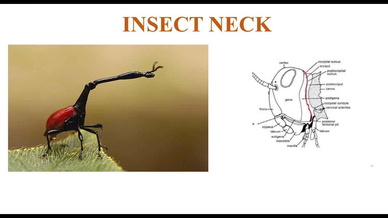 Insect neck - YouTube