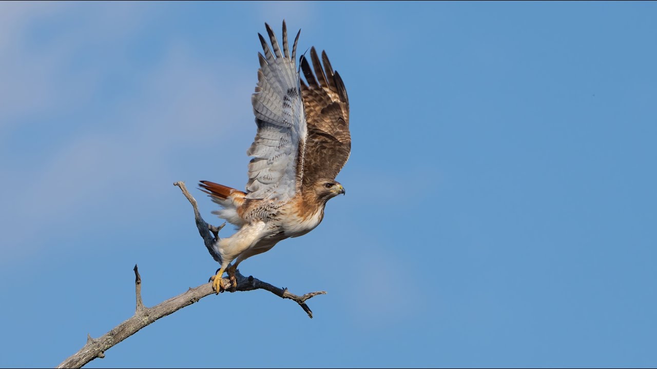 Red-tailed Hawk Flight - YouTube