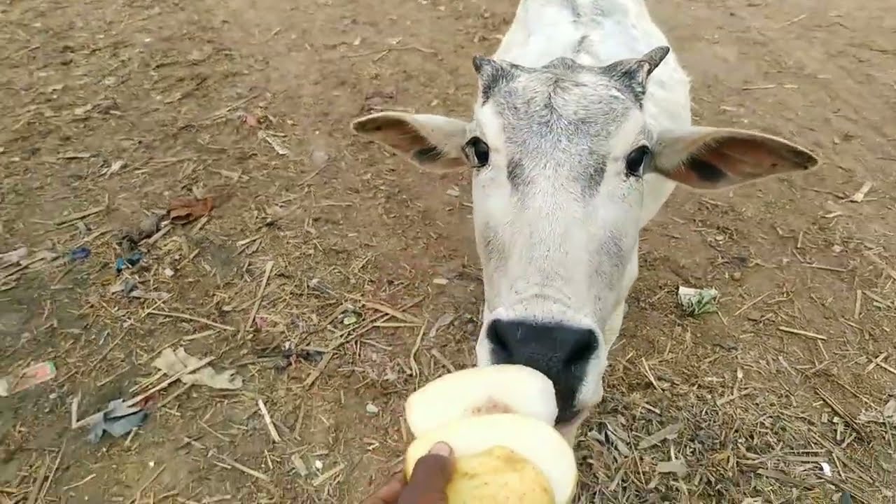 New Cow Videos/gaumata ki अच्छी-अच्छी video/#daan #gaumata ️🙏🧡 - YouTube