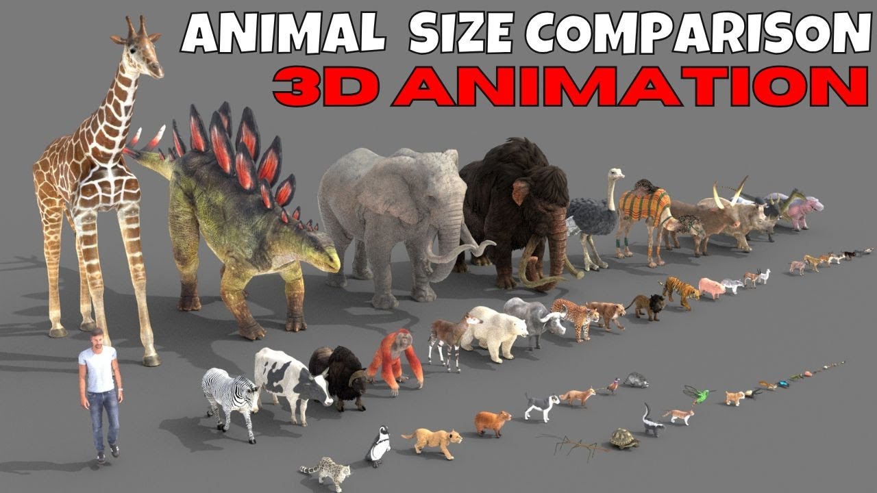 Animals 3D Size comparison | Real Scale 3D Comparison | The Real SIZE ...
