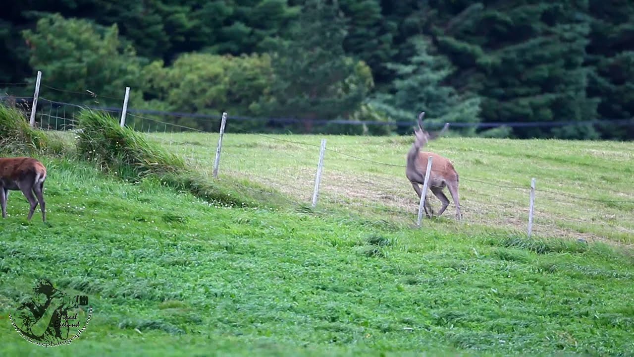 Red deer gone wild 2016 - YouTube