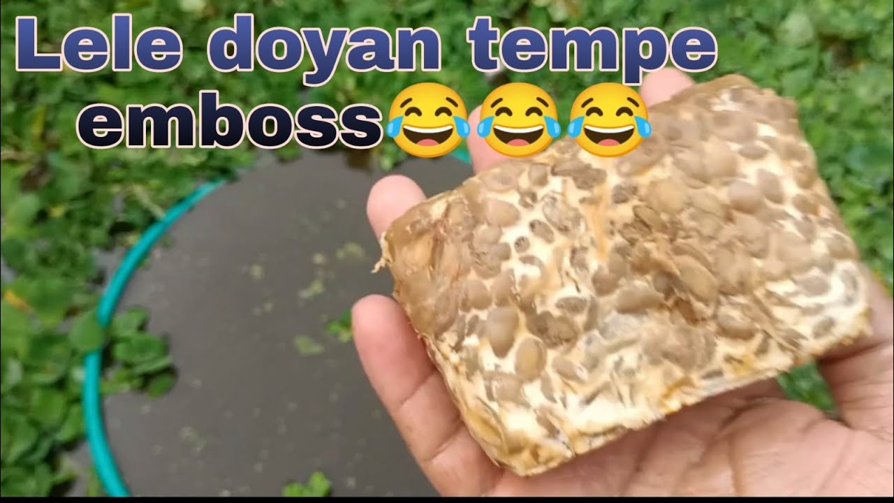 ternyata !!! lele doyan lontong - YouTube